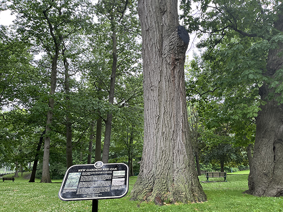 Distinctive bent limb of giant red oak in Kew Gardens removed after ...